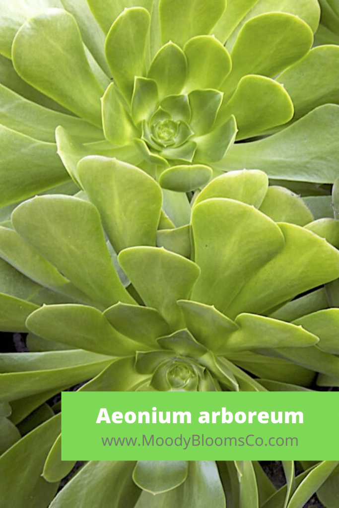 Aeoniums - Moody Blooms