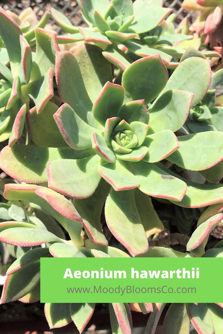 Aeoniums - Moody Blooms