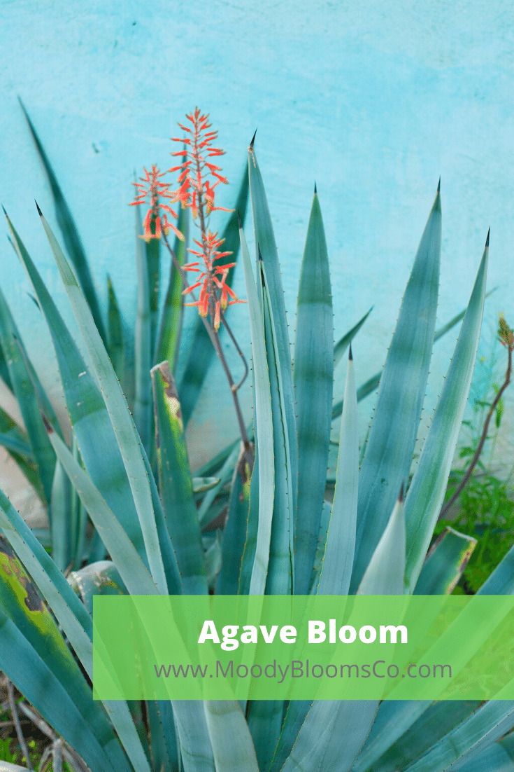 Agave - Moody Blooms