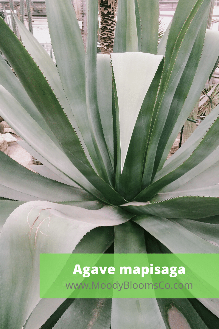 Agave - Moody Blooms