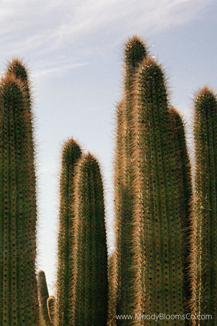 Cacti - Moody Blooms