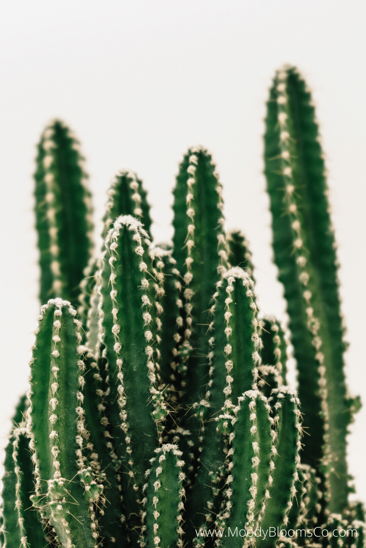 Cacti | Moody Blooms