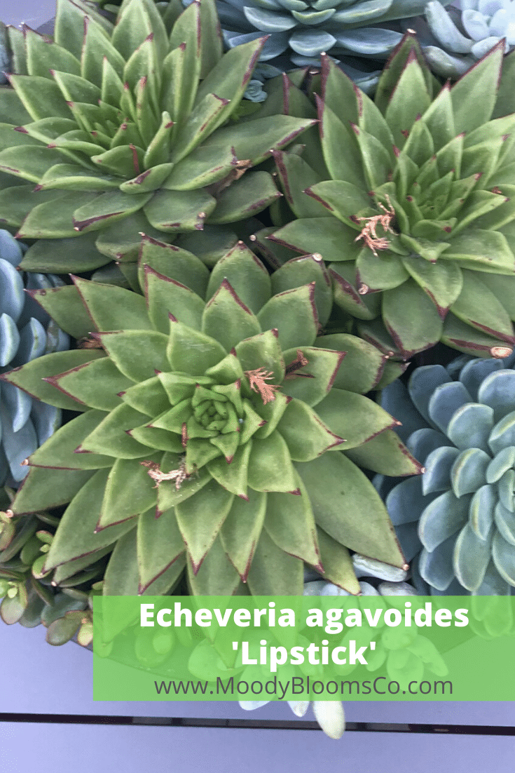 Echeveria - Moody Blooms