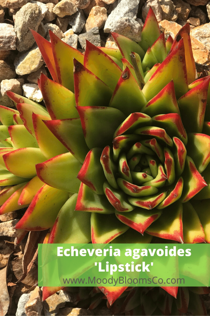 Echeveria agavoides varieties | Molded Wax Agave - Moody Blooms
