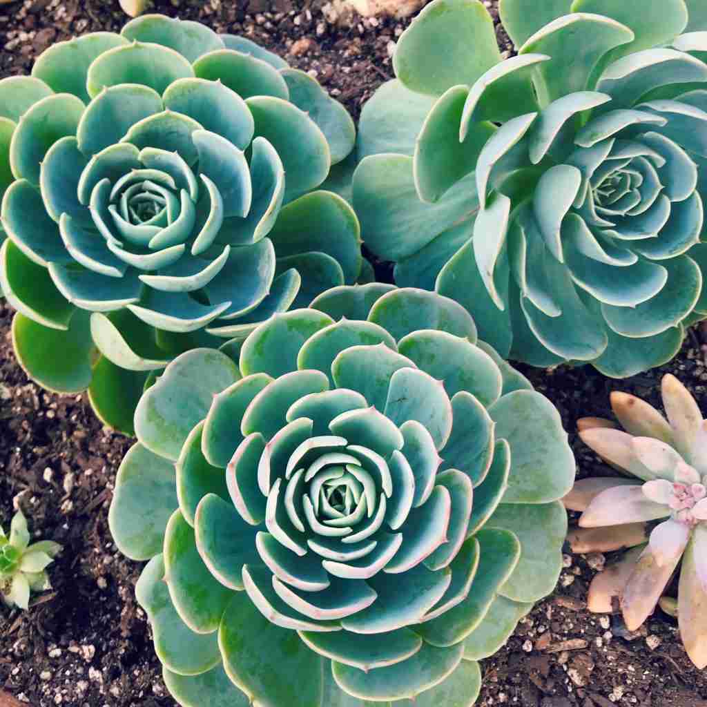 How to PRUNE and PROPAGATE overgrown SUCCULENTS in need of a trim with ...