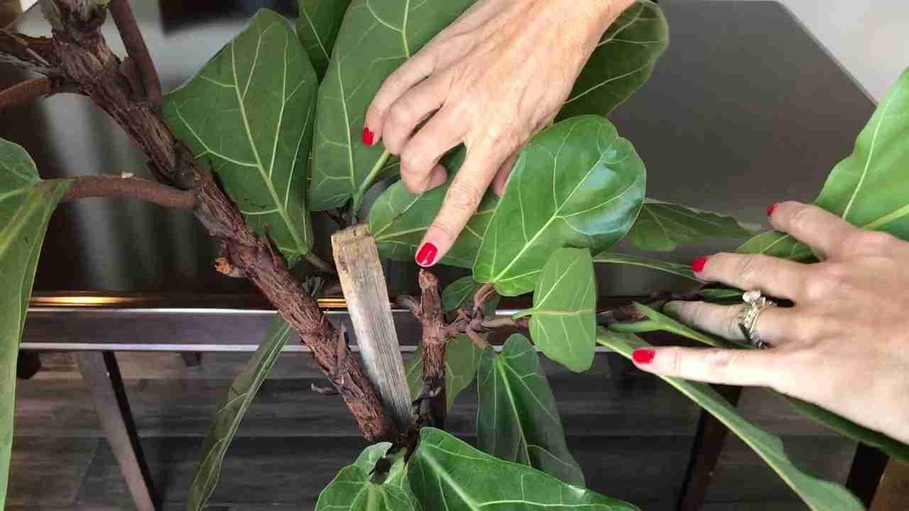 Propagate Fiddle Leaf Fig | Ficus Lyrata care - Moody Blooms Propagate Fiddle Leaf Fig | Ficus Lyrata care - Moody Blooms