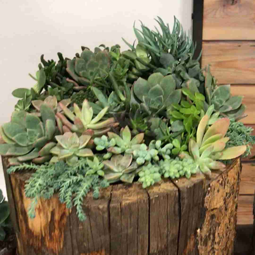 Succulent topped tree LOG stumps PLANTER | Moody Blooms