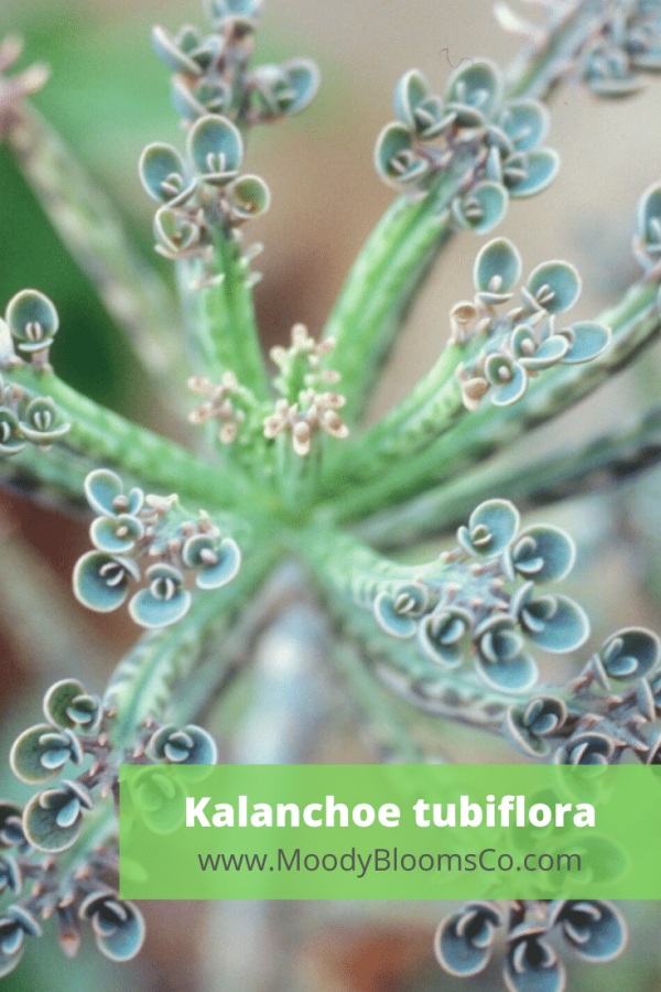 Kalanchoe | Moody Blooms