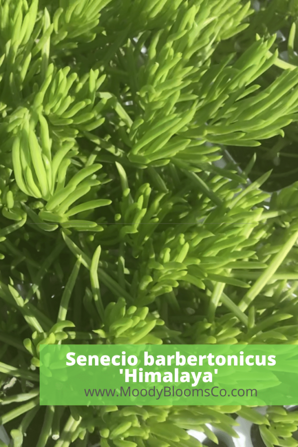 Senecio - Moody Blooms