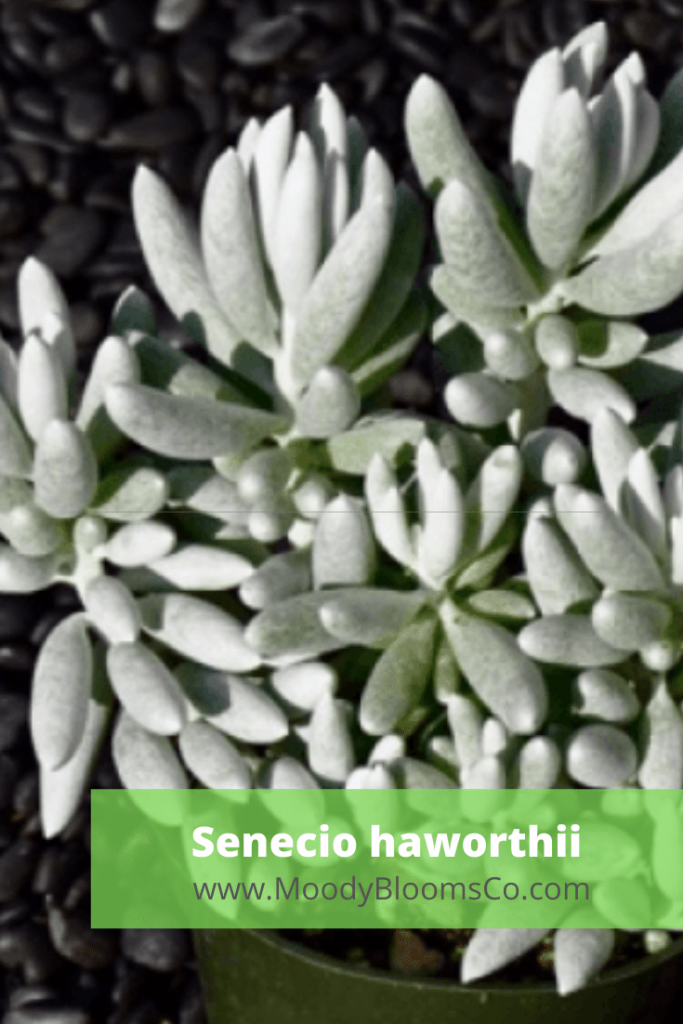 Senecio - Moody Blooms