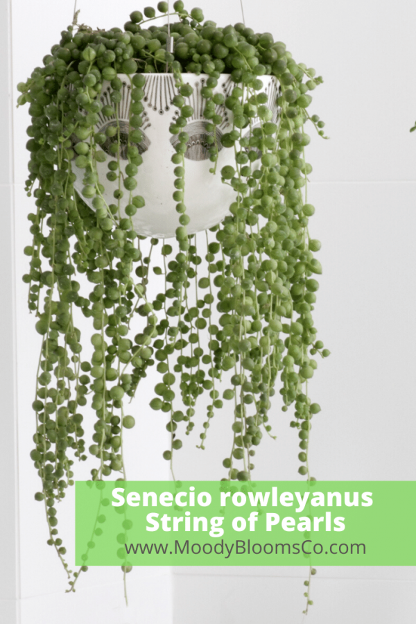 Senecio - Moody Blooms