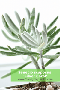 Senecio - Moody Blooms