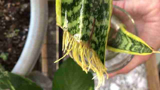 Sansevieria Cylindrica Boncel | Starfish Snake Plant - Moody Blooms