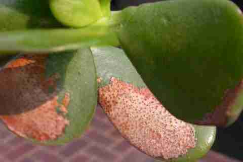 Sunburned Succulent care (Save your dying plants) - Moody Blooms