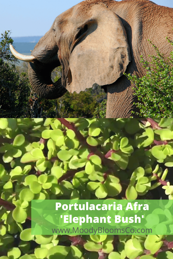 Portulacaria afra (Elephant Bush) Propagation & Care - Moody Blooms