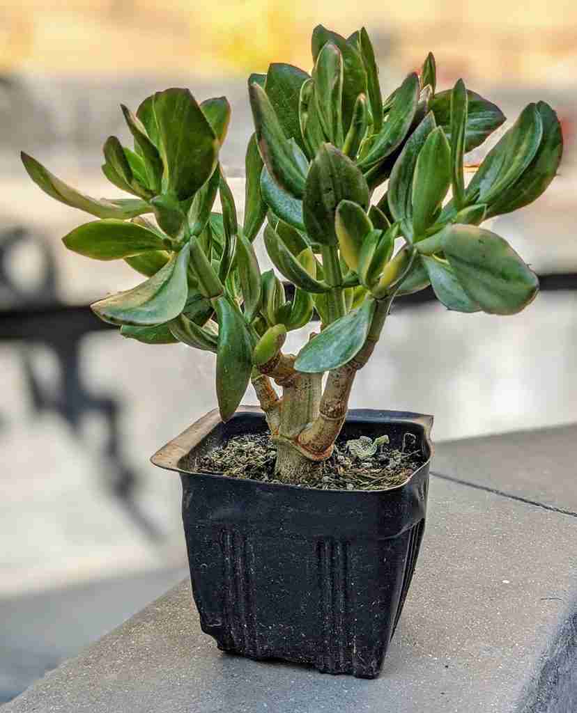 Jade Plant Variegated (Crassula Ovata Variegata) - Moody Blooms