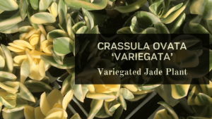Variegated Jade | Crassula Ovata Variegata • Moody Blooms