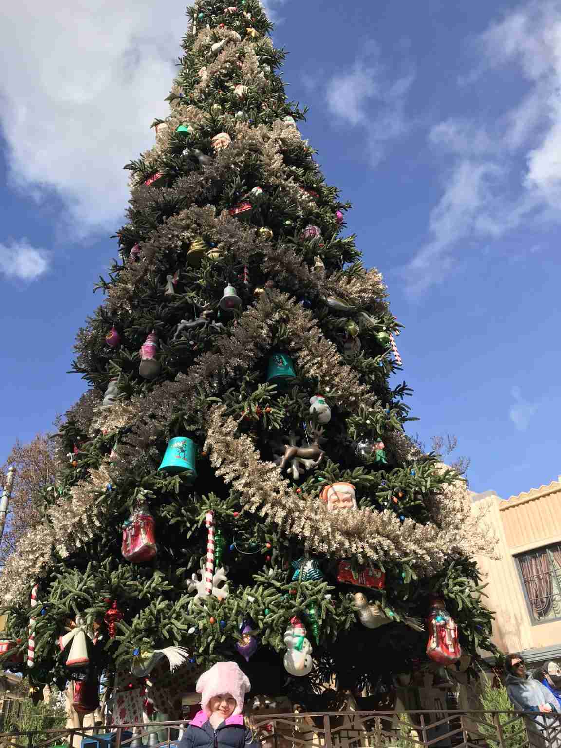 Disneyland Plants & Succulents – Disney Horticulture - Moody Blooms