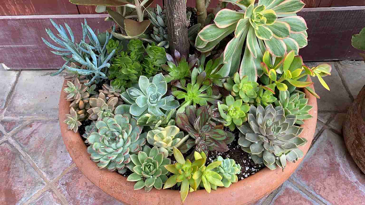 Disneyland Plants & Succulents – Disney Horticulture - Moody Blooms
