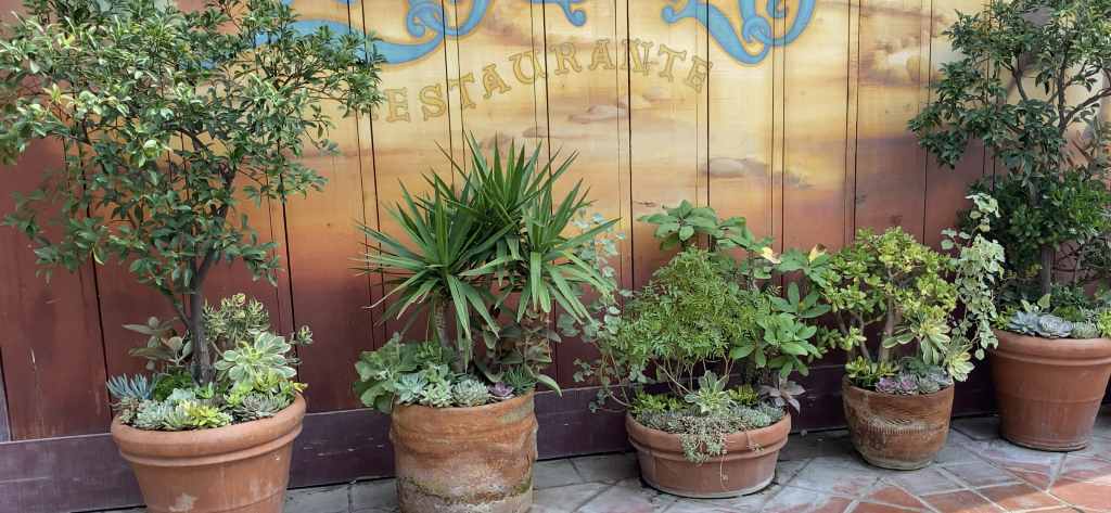 Disneyland Plants & Succulents – Disney Horticulture - Moody Blooms