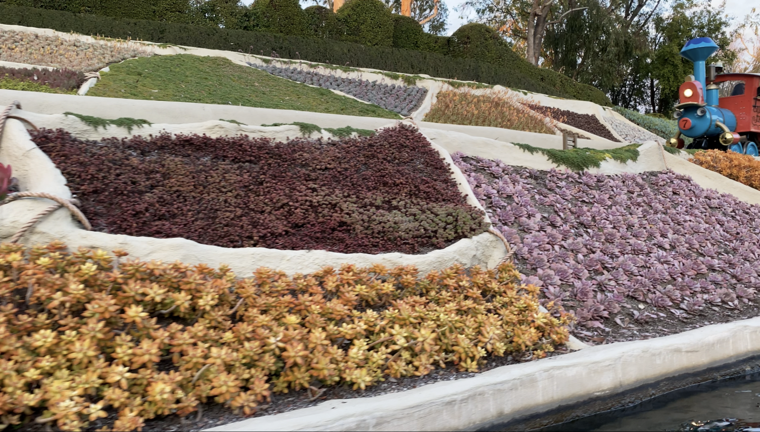 Disneyland Plants & Succulents – Disney Horticulture - Moody Blooms