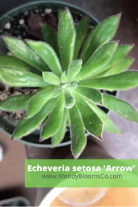 Echeveria - Moody Blooms