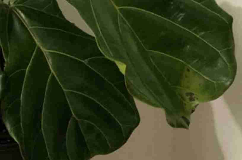 Fiddle leaf brown spots (and how to fix them) - Moody Blooms