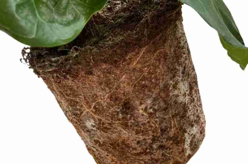 Fiddle leaf brown spots (and how to fix them) - Moody Blooms