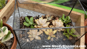 How to make a Terrarium | Layers - Moody Blooms