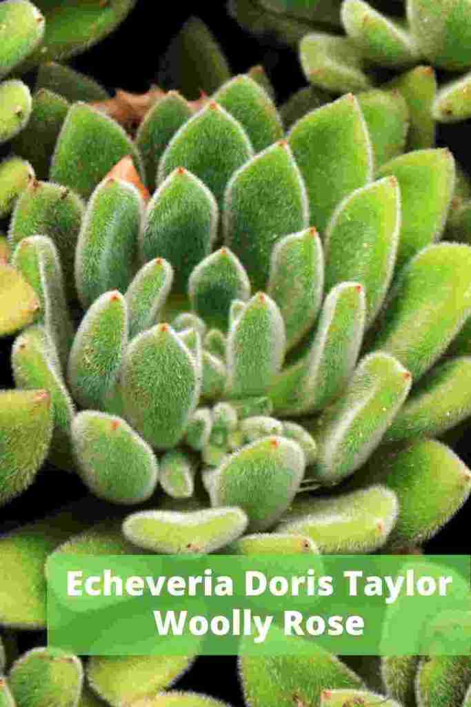 FUZZY SUCCULENTS (Soft and Velvety) - Moody Blooms