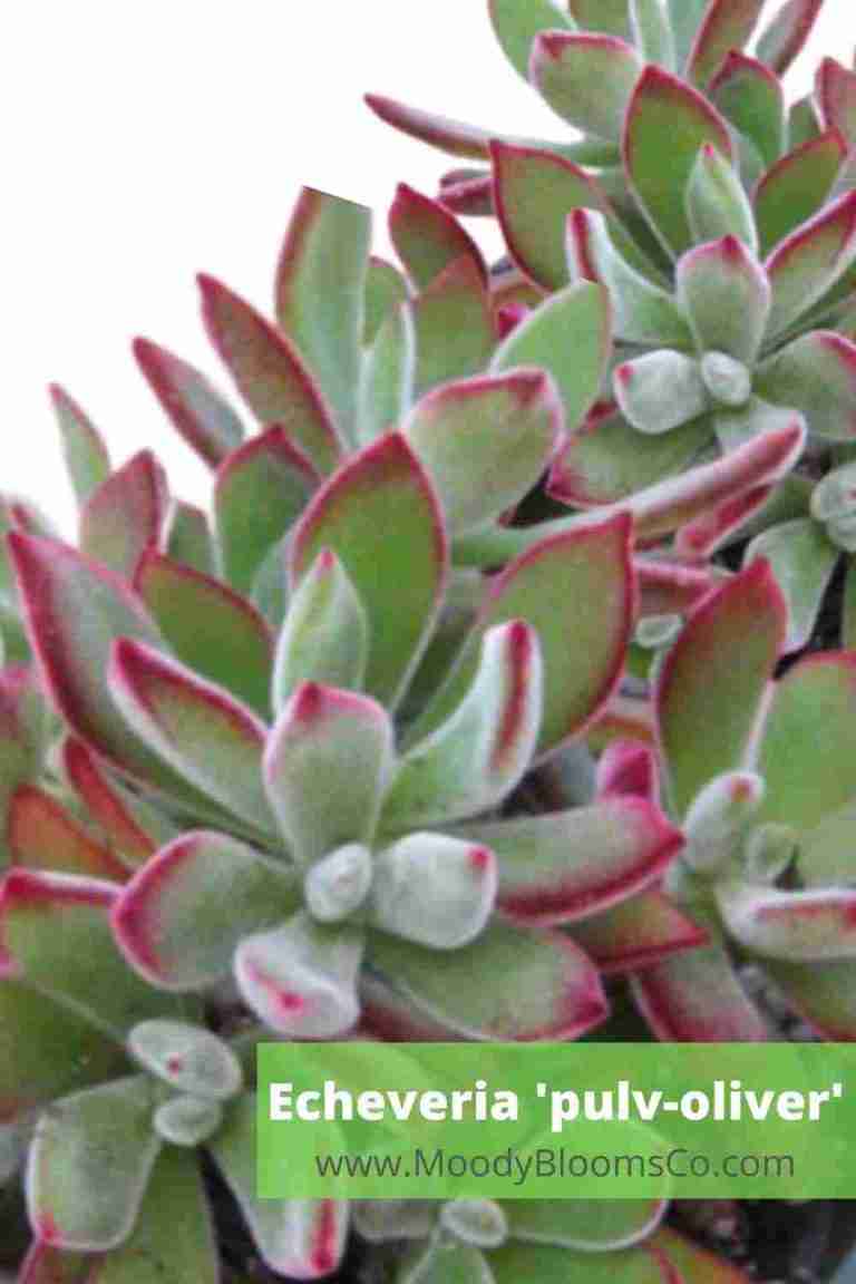 FUZZY SUCCULENTS Soft & Velvety | Moody Blooms