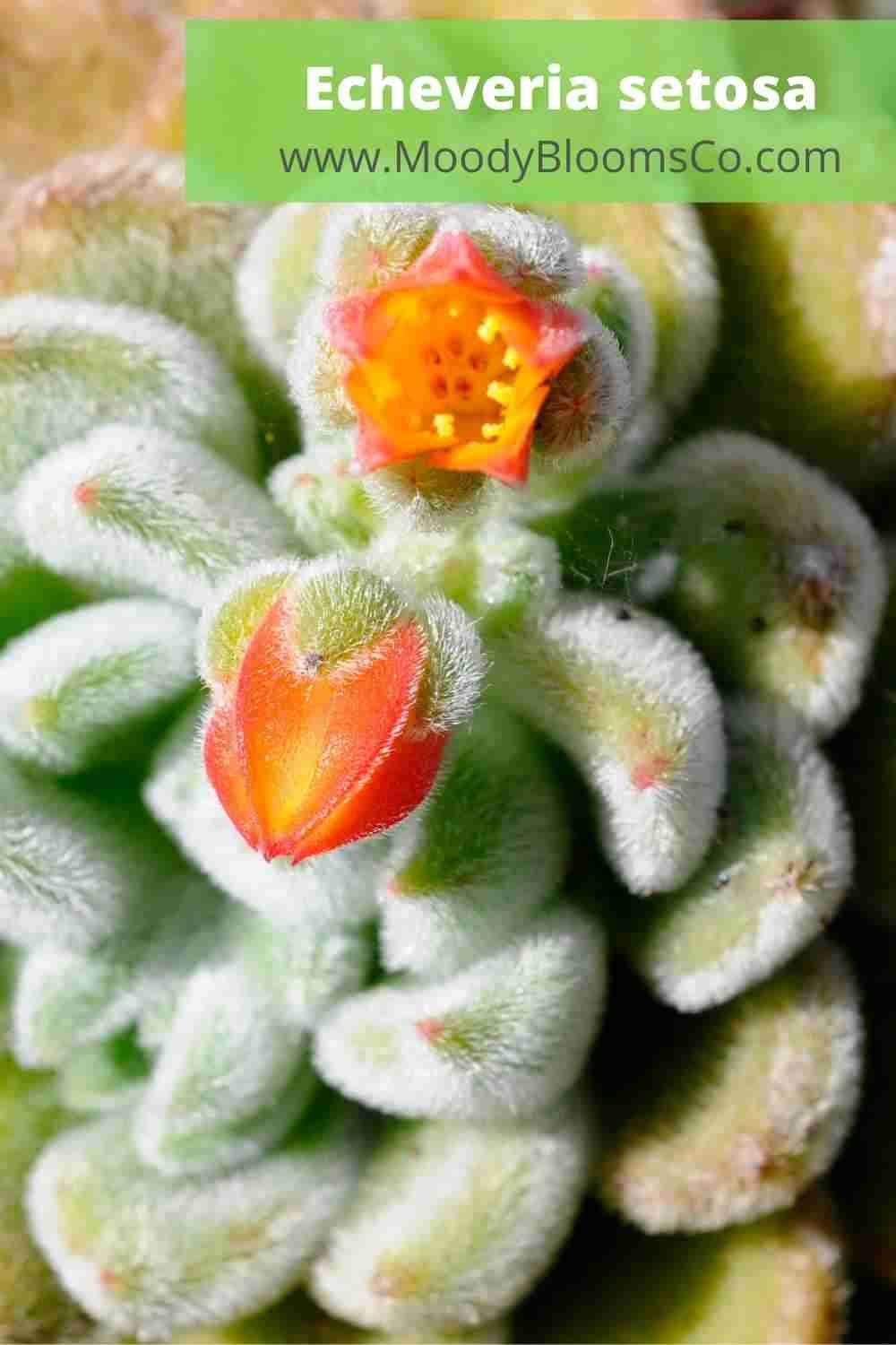 Echeveria setosa Care (Mexican Firecracker) - Moody Blooms