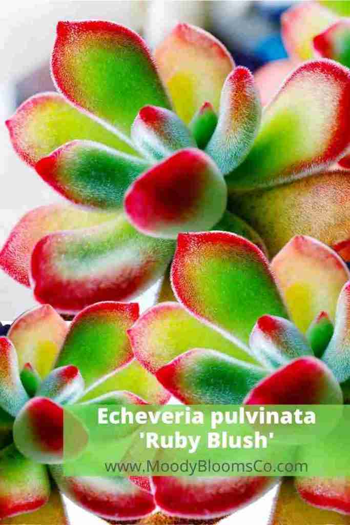 FUZZY SUCCULENTS (Soft and Velvety) - Moody Blooms