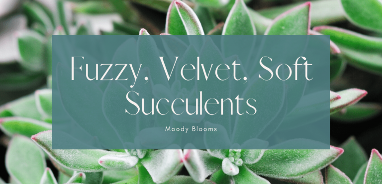 FUZZY SUCCULENTS Soft & Velvety - Moody Blooms