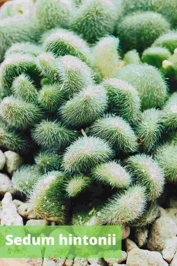 FUZZY SUCCULENTS (Soft and Velvety) - Moody Blooms