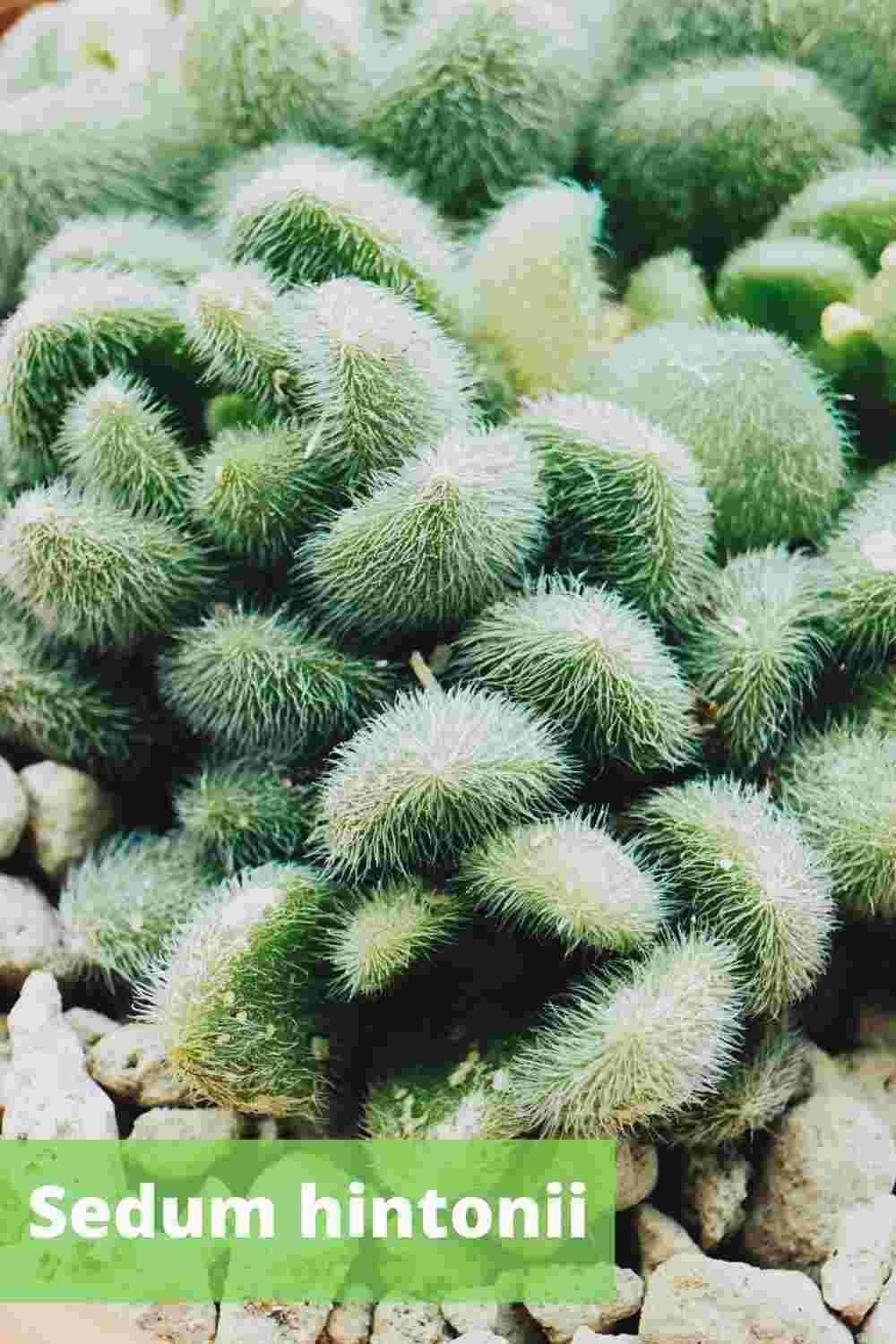 FUZZY SUCCULENTS (Soft and Velvety) - Moody Blooms