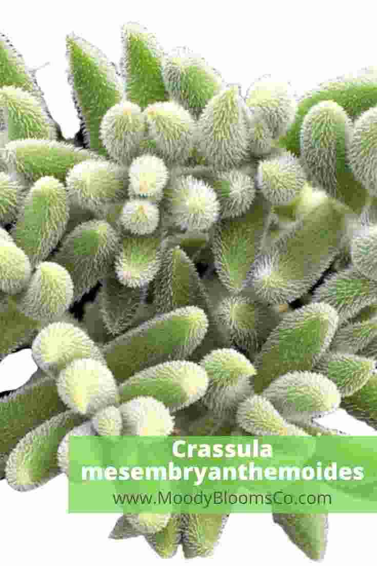 FUZZY SUCCULENTS Soft & Velvety | Moody Blooms