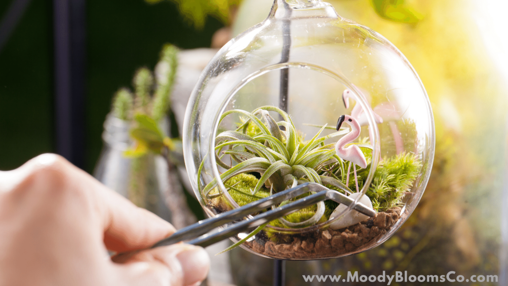How to make a Terrarium | Layers - Moody Blooms