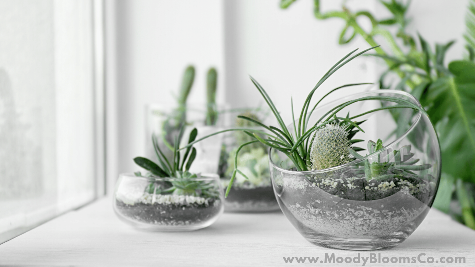 How to make a Terrarium | Layers - Moody Blooms