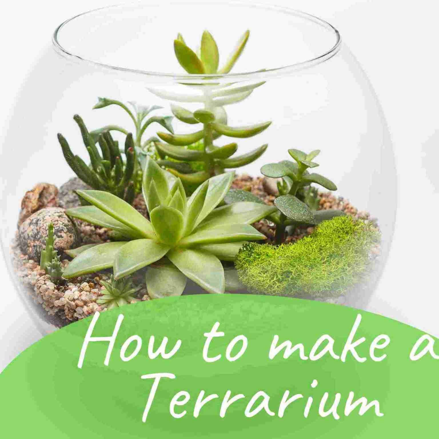 How to make a Terrarium | Layers - Moody Blooms