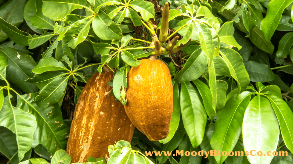 Pachira aquatica - Money Tree Plant - Complete Care Guide | Moody Blooms