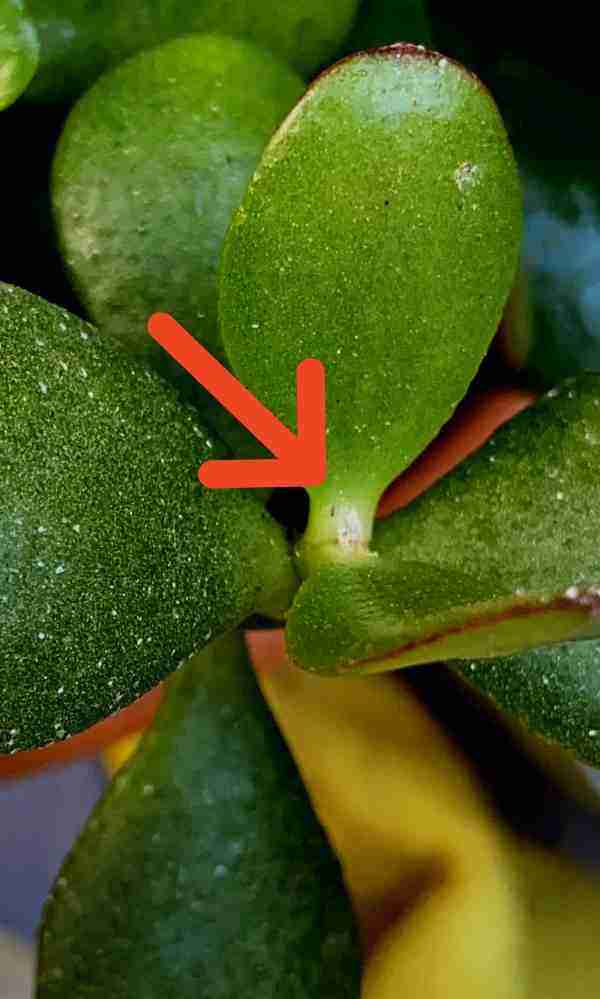 5 ways you are killing your Jade Plant (Crassula ovata) - Moody Blooms