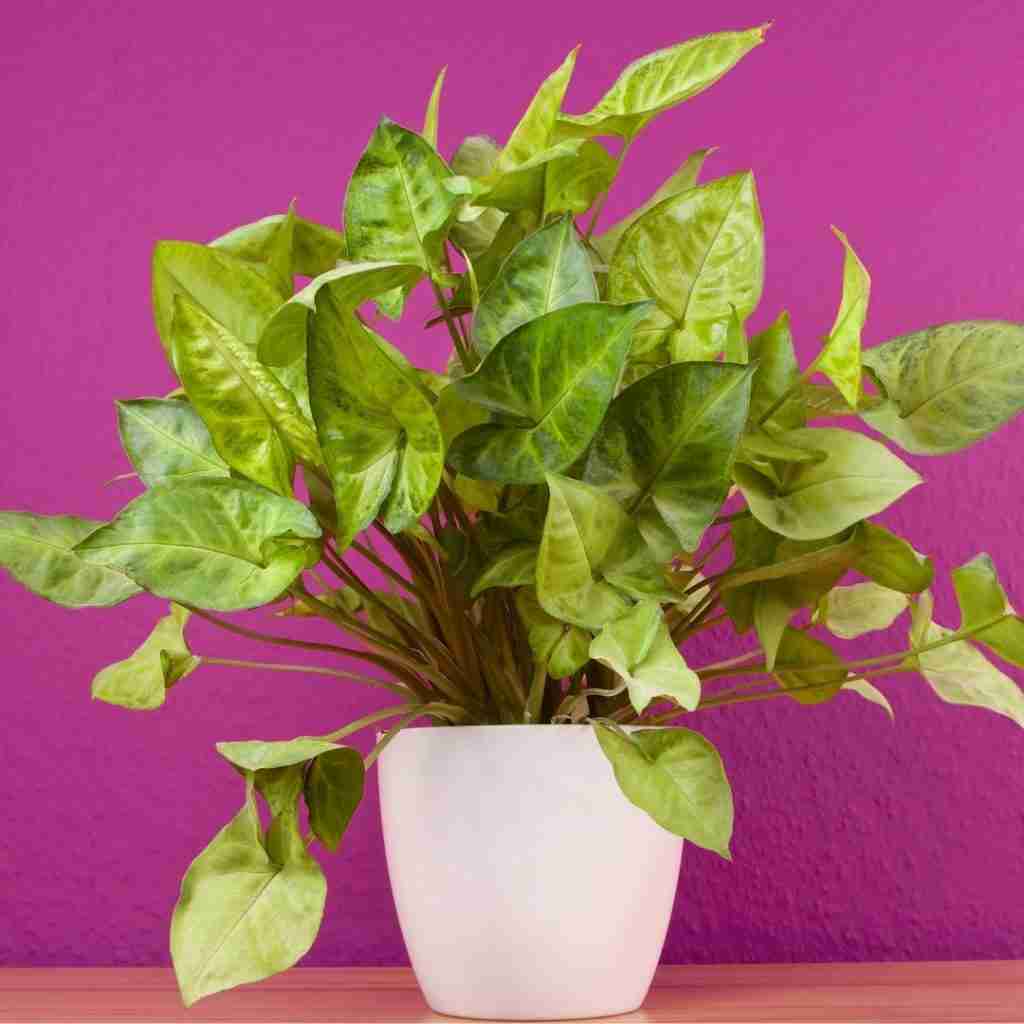 Arrowhead Plant (Syngonium podophyllum) Care - Moody Blooms