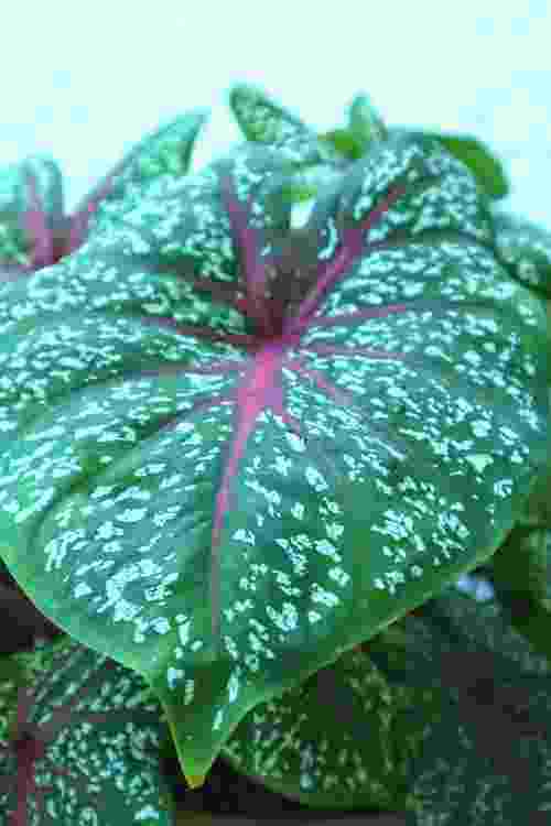 Caladium Varieties | Moody Blooms