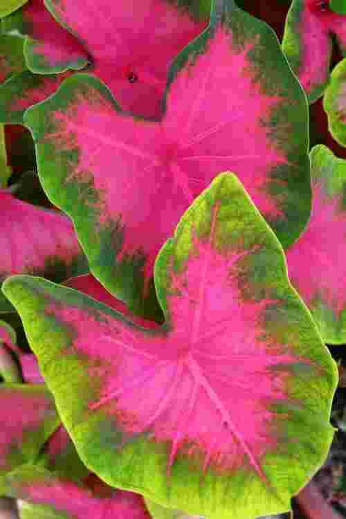 Caladium Varieties | Moody Blooms