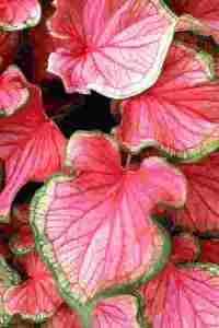 Caladium Varieties | Moody Blooms