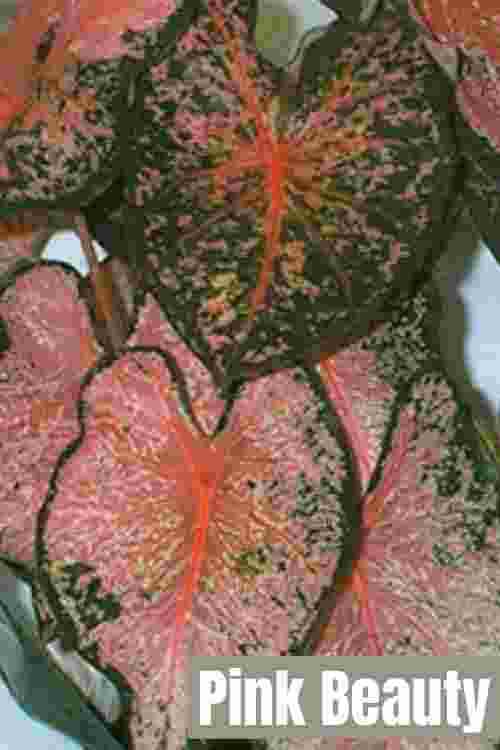 Caladium Varieties | Moody Blooms