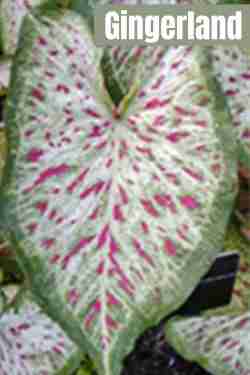 Caladium Varieties (Angel Wing Plant) - Moody Blooms