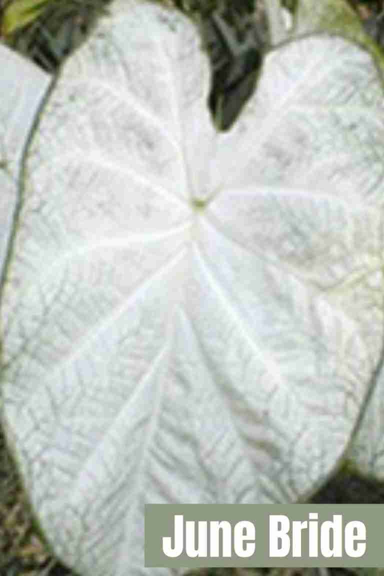 Caladium Varieties (Angel Wing Plant) - Moody Blooms