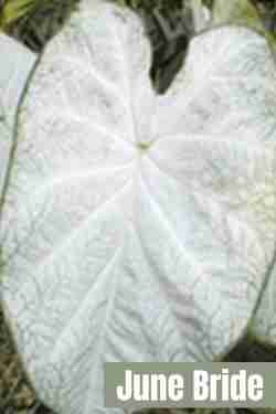 Caladium Varieties (Angel Wing Plant) - Moody Blooms